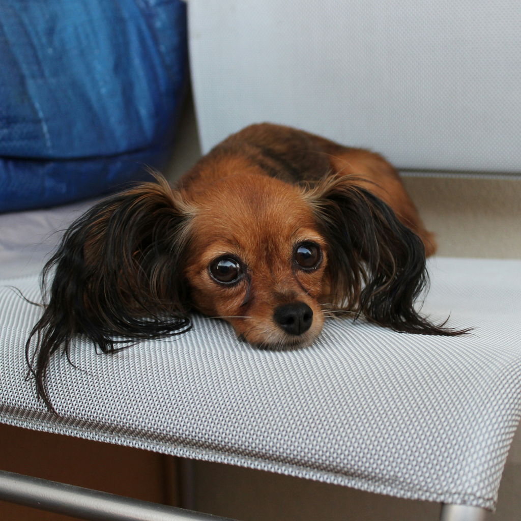 Common Digestive Disorders in Dogs: Causes, Symptoms, and Treatments ...