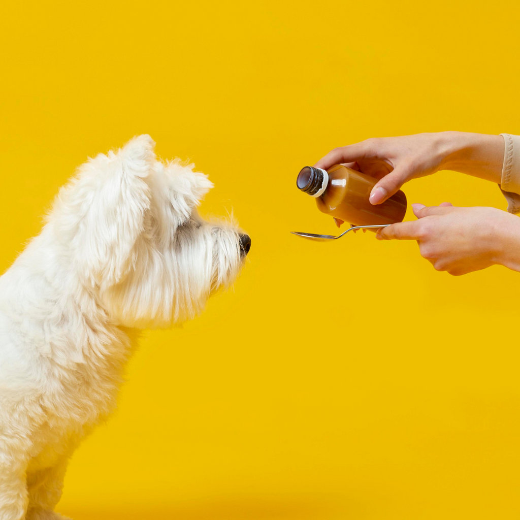 Ordering Pet Medication Online: A Quick Guide – Gaia Pets
