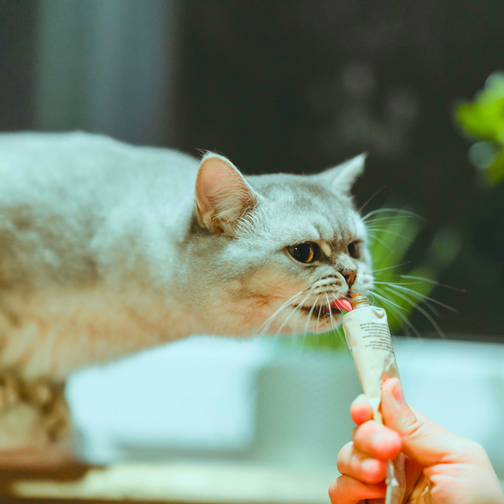 The Best Treats for Cats: What to Look For and Recommended Options ...