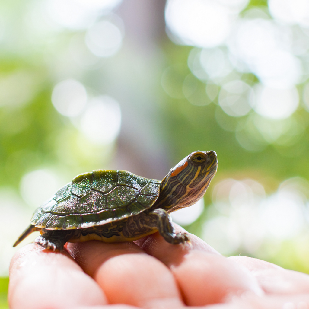 How to Handle a Terrapin: Essential Tips for Terrapin Care – Gaia Pets