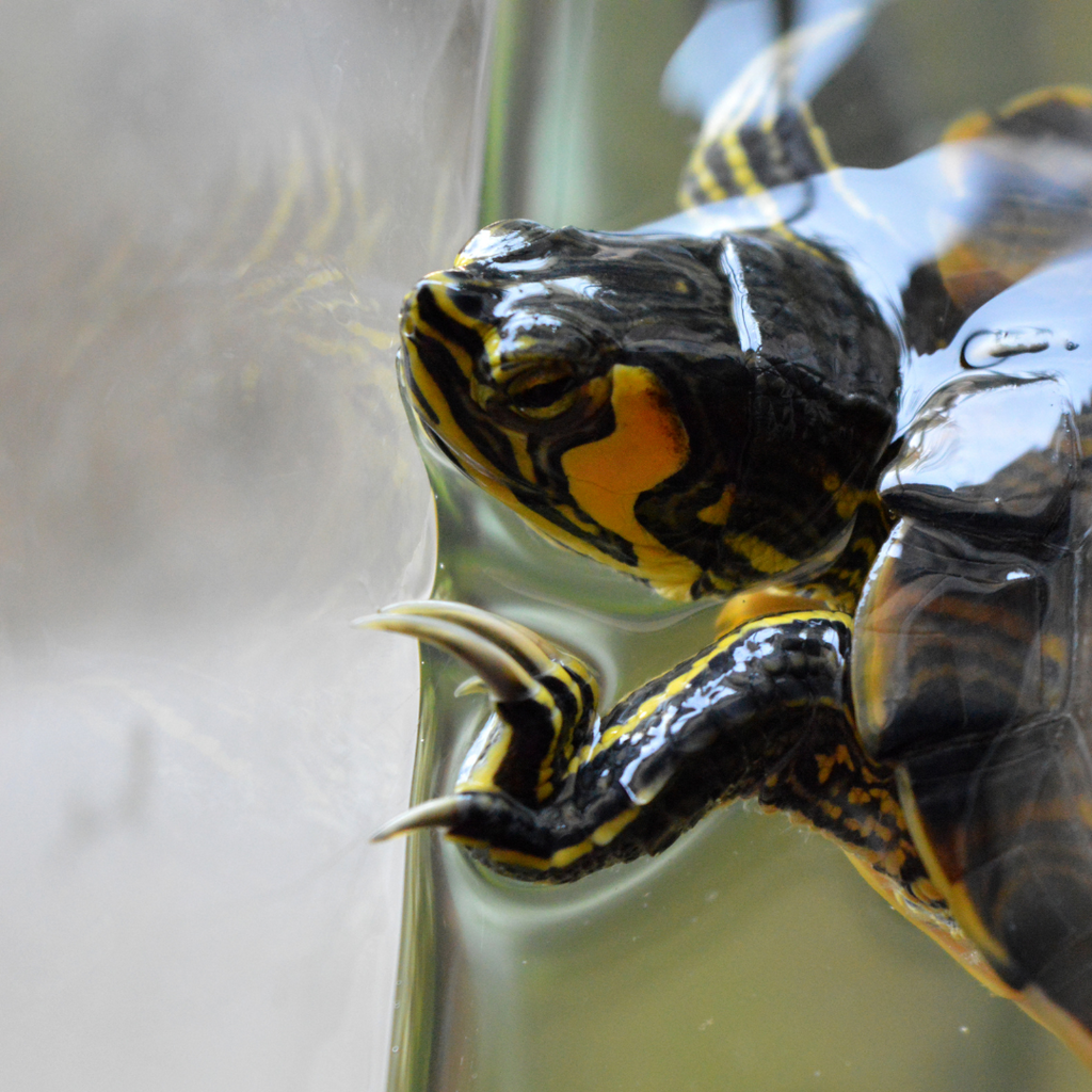 Terrapin Care Troubles: Common Challenges Faced by First-Time Terrapin ...
