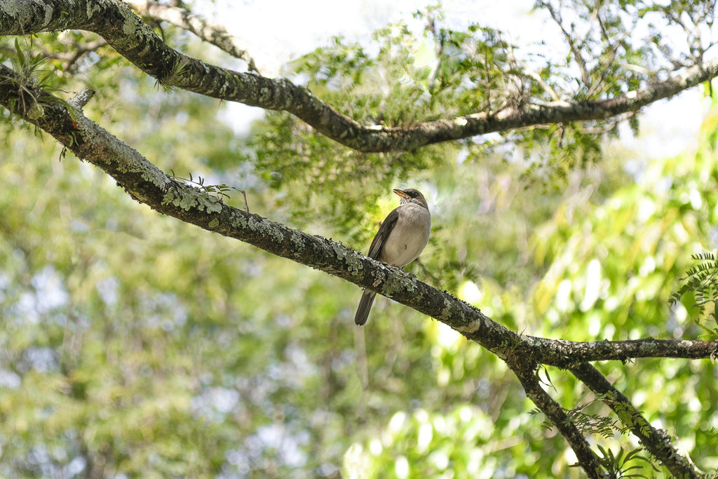 Signs of Bird Malnutrition and How to Fix Your Bird's Diet – Gaia Pets